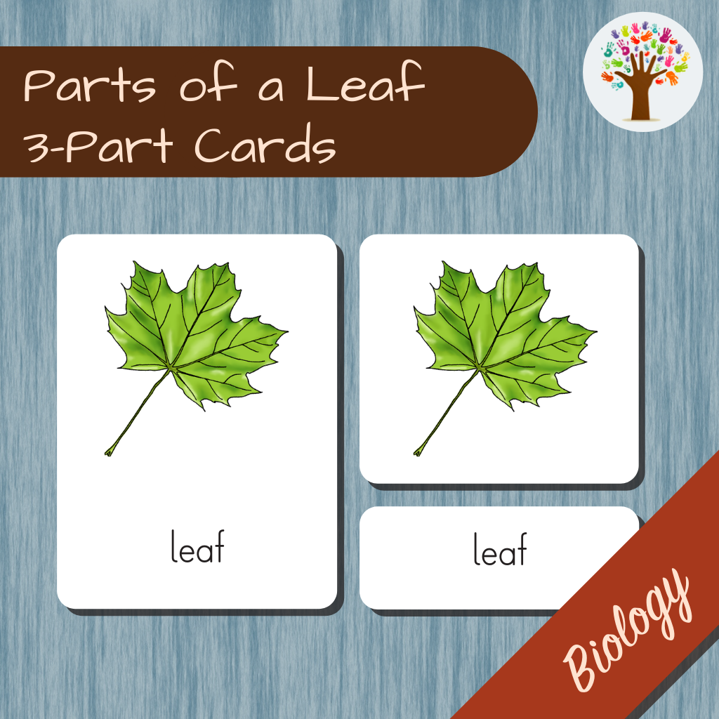 Parts Of A Leaf For Preschool